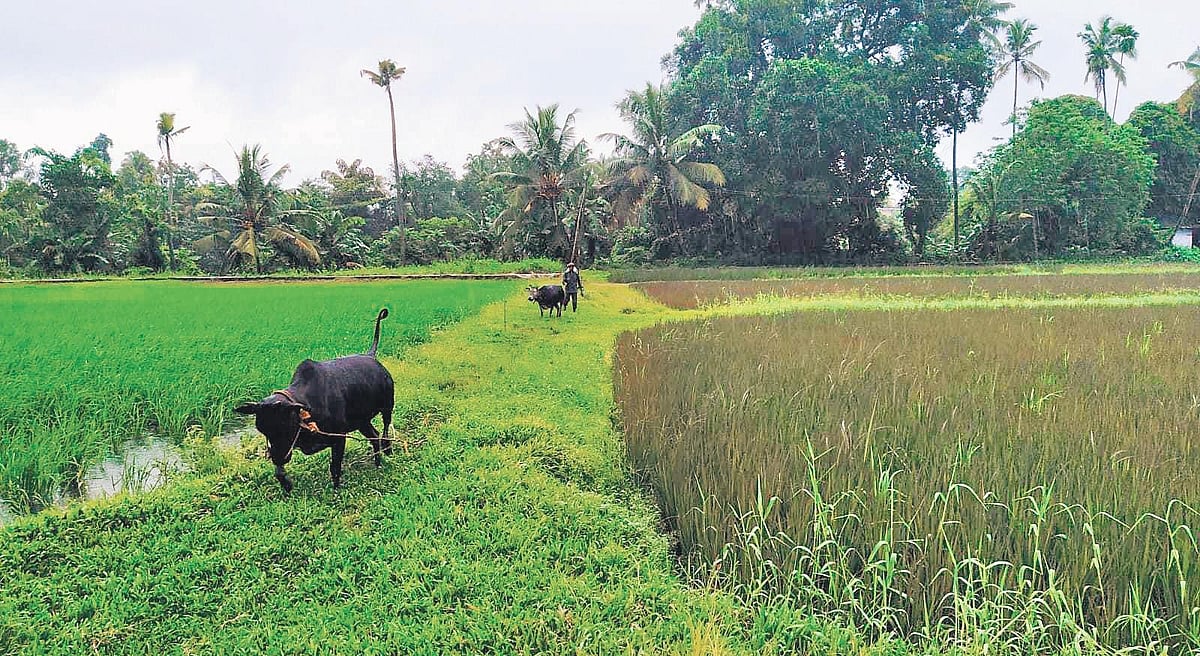Aluva seed farm, a museum of indigenous rice varieties