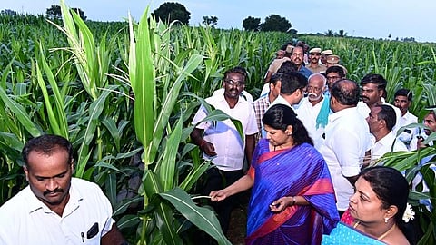 Thoothukudi MP visits maize farms damaged by gusts
