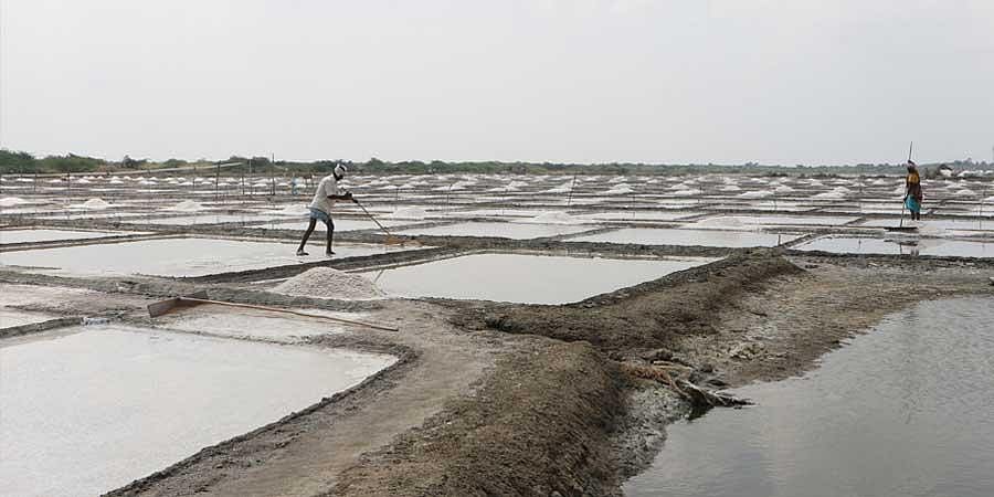 Tamil Nadu Salt Corporation holds field study to expand production area ...