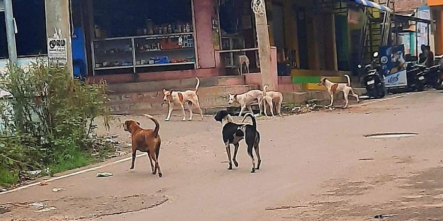 Tamil Nadu: Dogs run rampant as winter season sets in