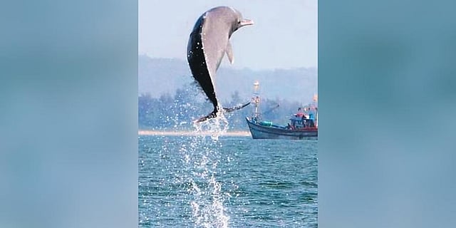 Karnataka: Want to see dolphins leaping playfully? Visit Devbagh