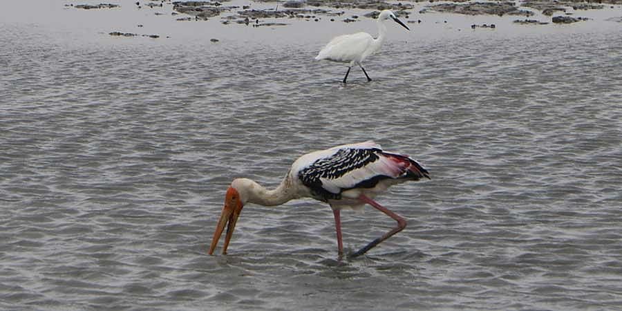 Threefold rise in bird numbers at Kodiyakarai this year