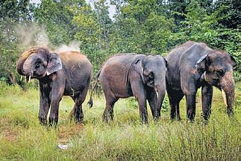 Tender floated for elephant underpass