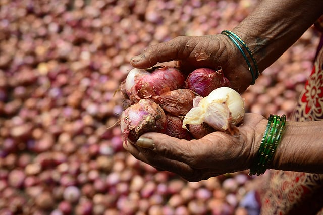 Onion prices will stay depressed till mid-March: Experts