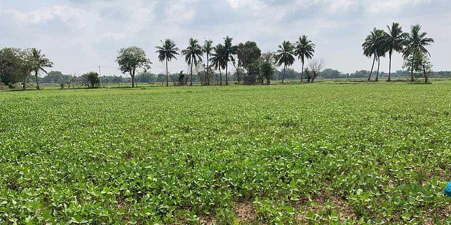 Pulses cultivation doubles this year at 21,230 hectares in Thanjavur ...
