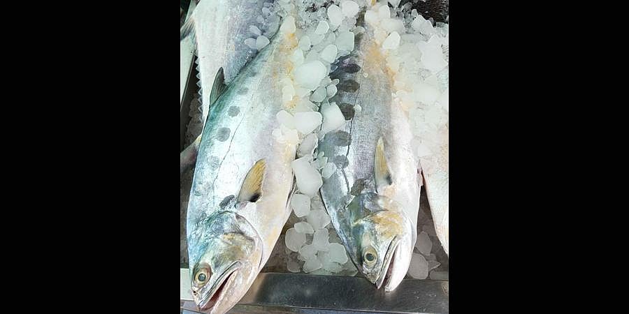 New fish, 'pola vatta' in local parlance, identified from Indian waters