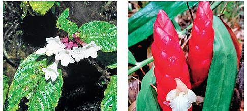 Scientists discover two new plants