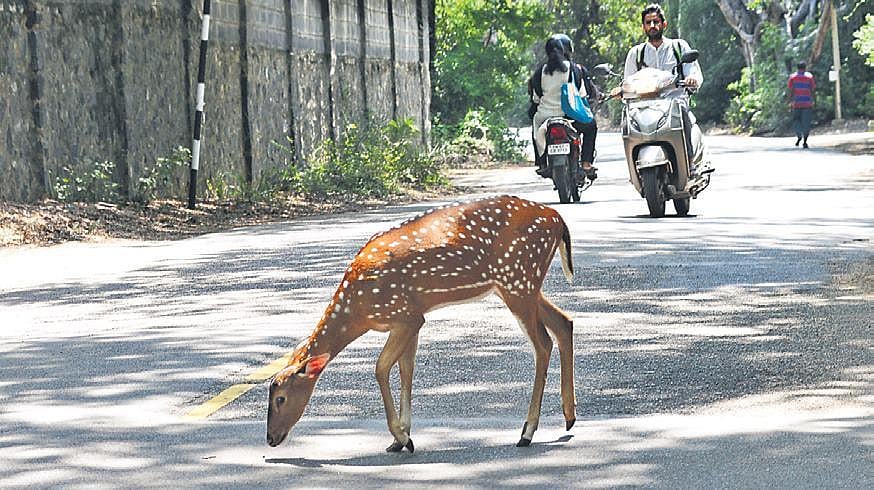 Investigation ordered into deer deaths in IIT Madras
