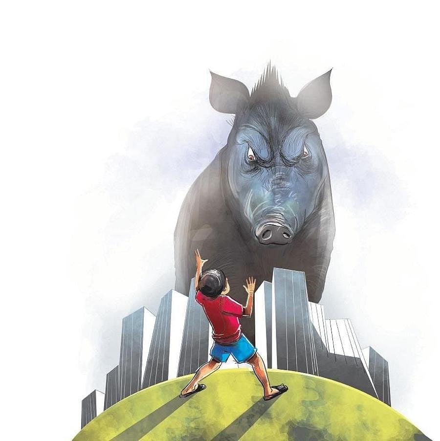 Rise of incidents involving boars: Human-wild boar conflict