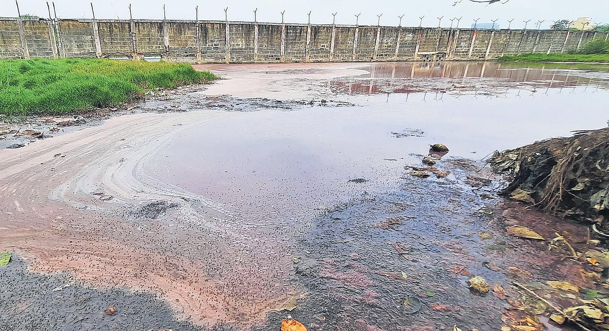 ‘Algal bloom’ turns marsh in Pallikaranai a pink pool