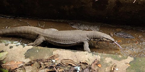 Four held for 'raping' Bengal monitor lizard in Maharashtra's Sahyadri ...
