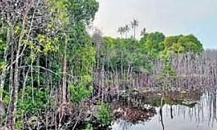 SECU team inspects Andhra's Kakinada mangrove forest