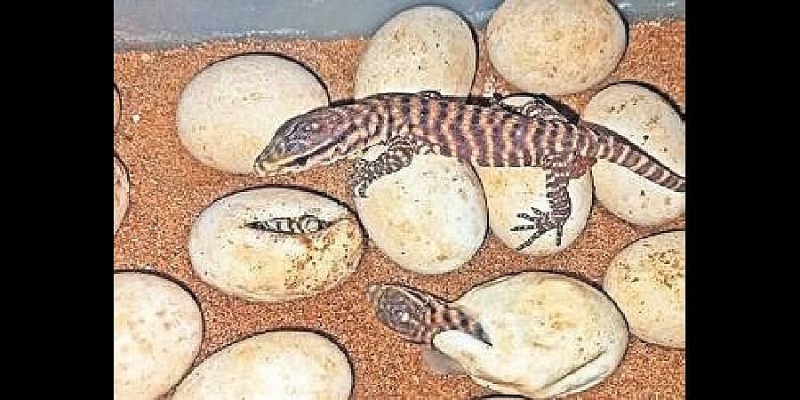 16 Bengal monitor lizards hatch through artificial incubation in ...
