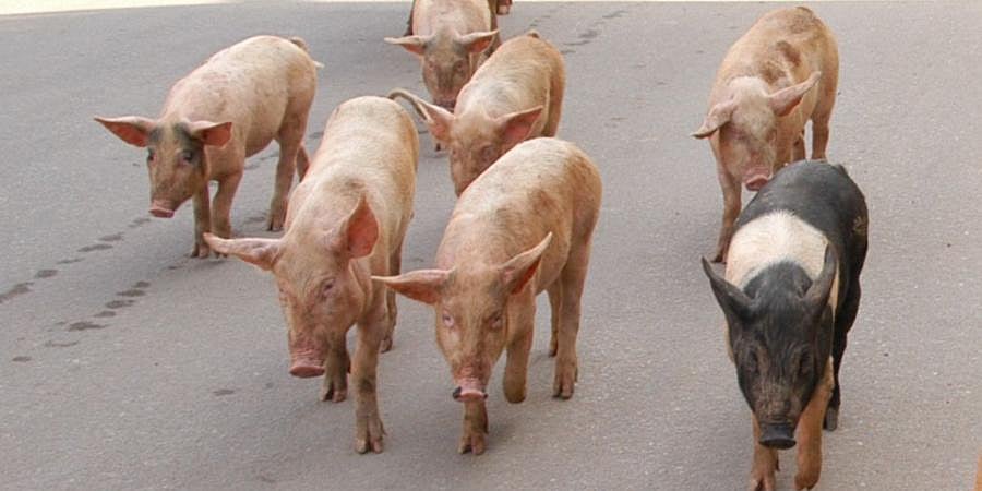 Anthrax infection led to death of wild pigs