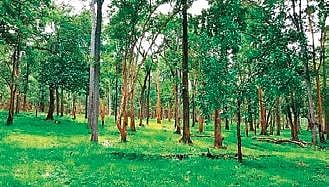 Green Thoothukudi Mission: District administration chalks out 10-year ...