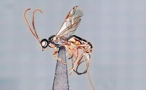 Genus of wasps named after Bengaluru institute following rare discovery