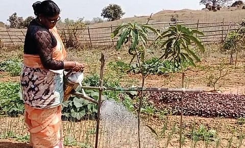 Green revolution, self-reliance through efforts to fix firewood problem