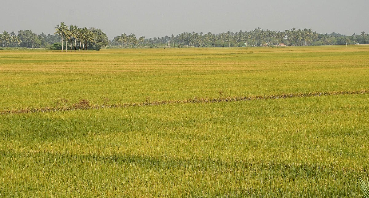 Widespread rains help summer paddy, early Kuruvai cultivation in Thanjavur