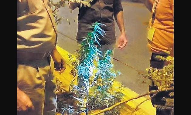 130-cm-tall ganja plant found in Kochi Metro median