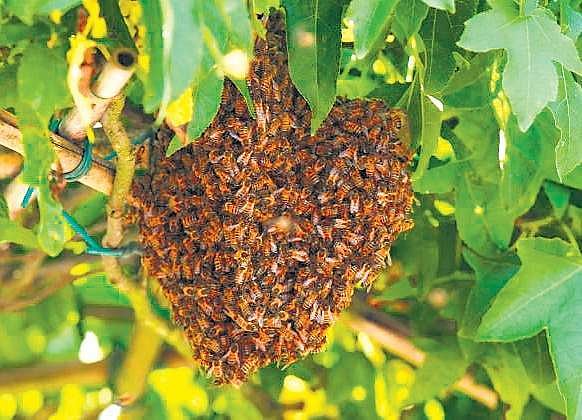 Use of pesticides widely in Punjab kill bees in large numbers