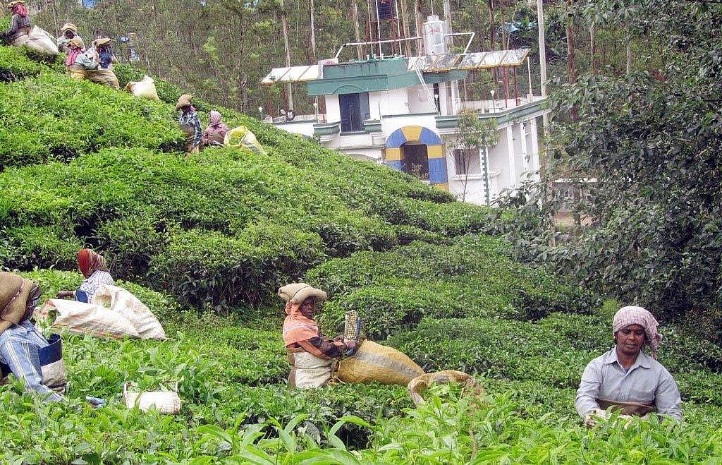 Annual crop loss of 147 million kg due to pest attacks: Tea research body