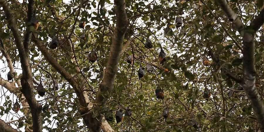 Tamil Nadu: Bats 'miss their home' as storm uproots ancient banyan tree ...