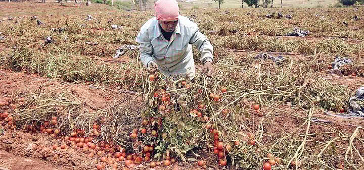 Lessons from Rs 2 – Rs 100 Tomato pendulum