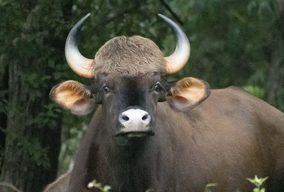 After elephants, Coimbatore forest department staff now aim to end gaur ...