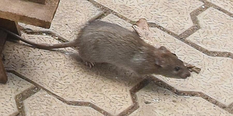 Rats nibble new born's knee, limbs in Giridih hospital