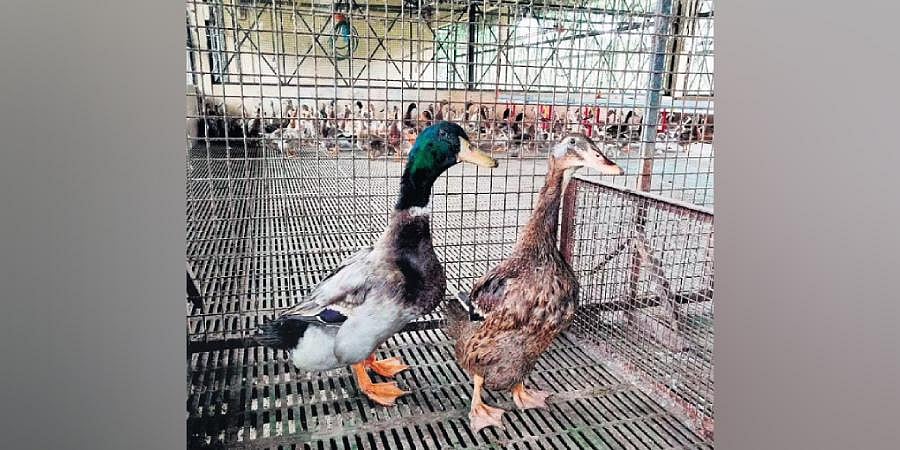 Worth weight! Kuttanad duck gets meatier version