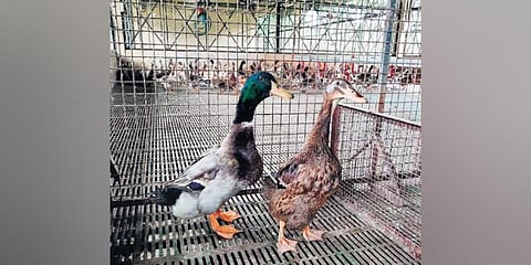 Worth weight! Kuttanad duck gets meatier version