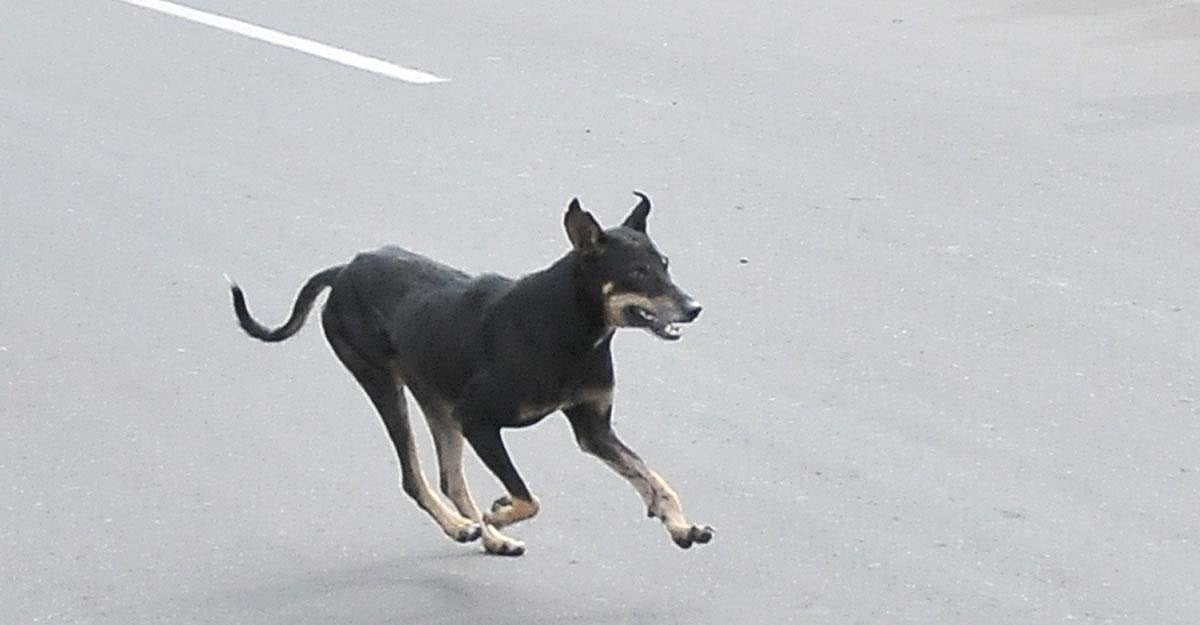 Rising stray dog attacks: Experts say aggressive sterilisation ...