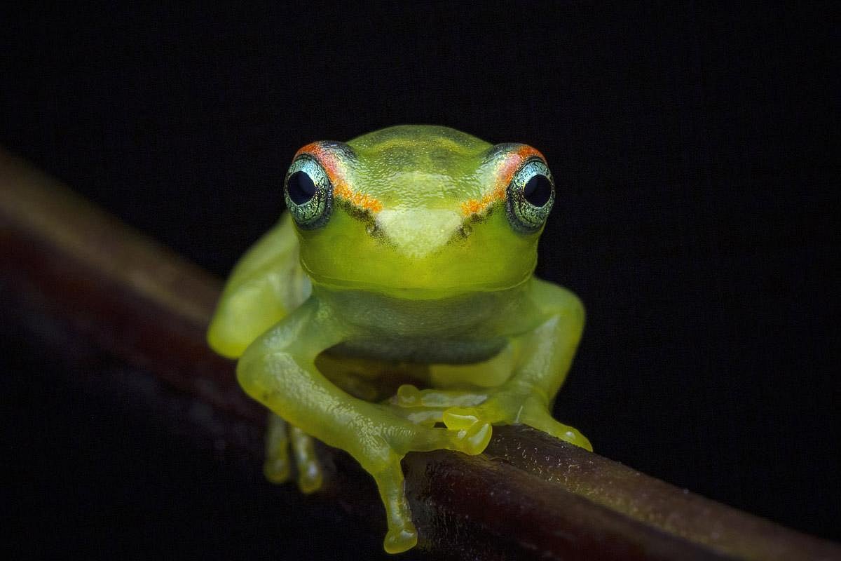 Every frog has its day!