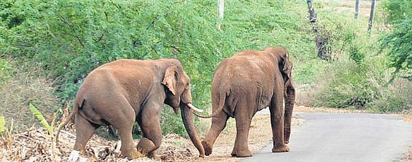 Wild jumbo, ‘kumki’ fight it out at campsite