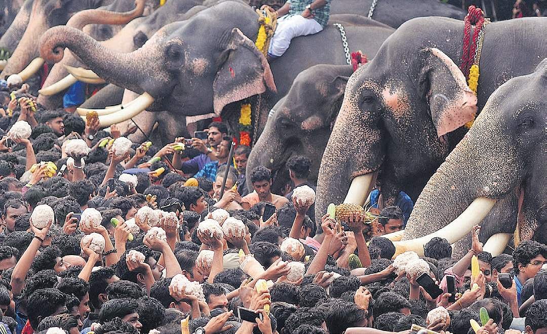'Aanayoottu' festival in Thrissur turns celebratory with 53 elephants ...