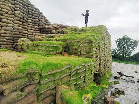 Paddy lying in mills starts germinating as Centre, Telangana government ...