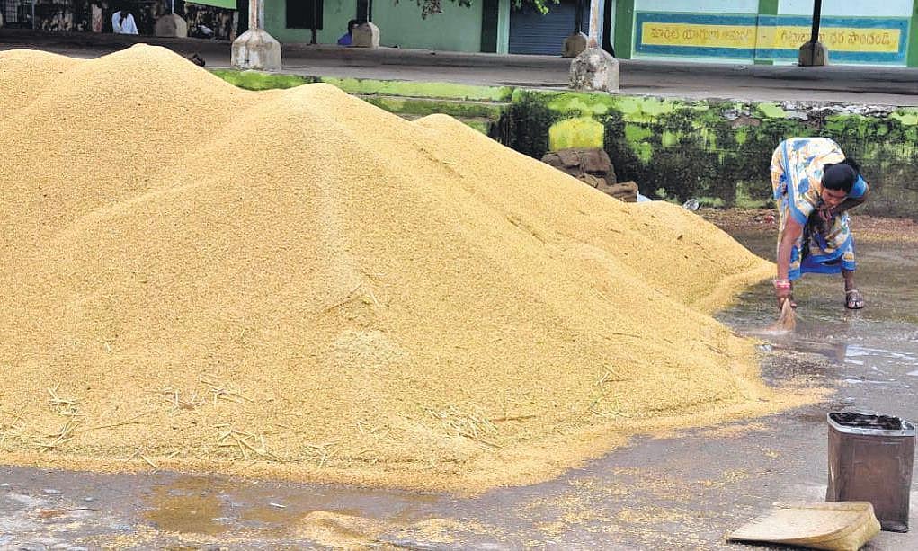 IIRR’s biofortified rice, the next big thing in paddy farming