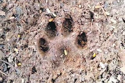 Sulikerepalya residents panic over ‘leopard pugmarks’