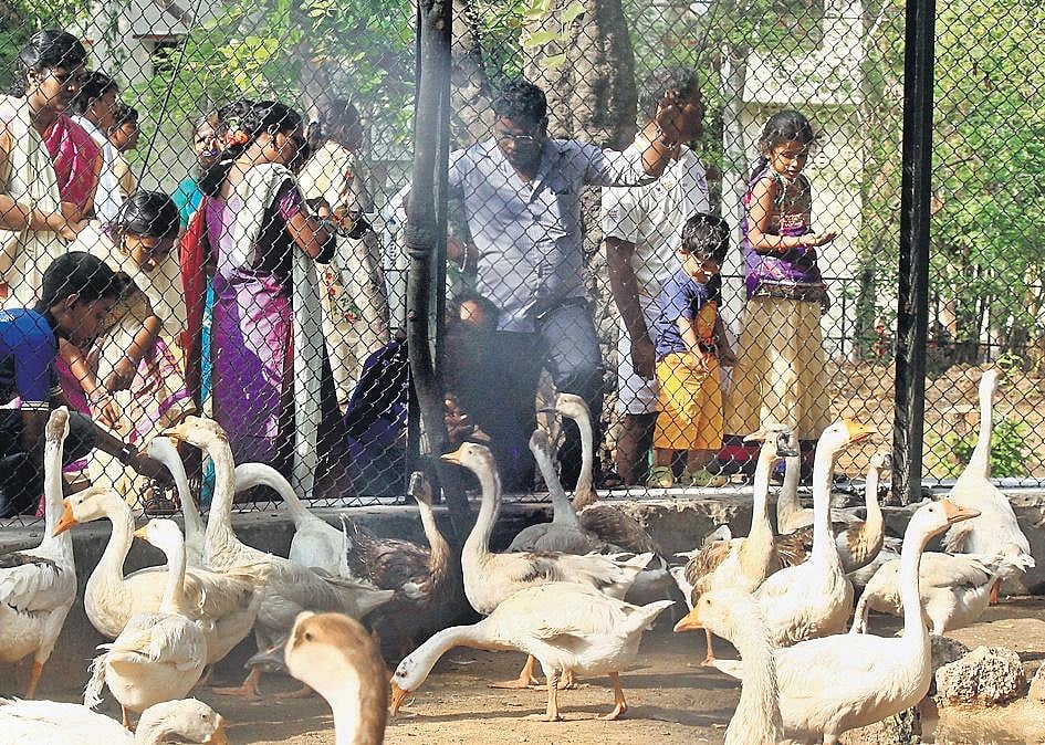Guindy Children’s Park upgraded to medium zoo