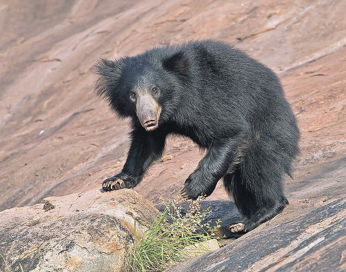 Sloth bear attacks, injures Warangal farmer in Telangana