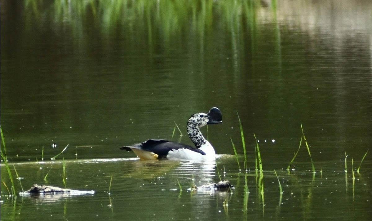 For first time, knob-billed ducks sighted at Kawal Tiger Reserve