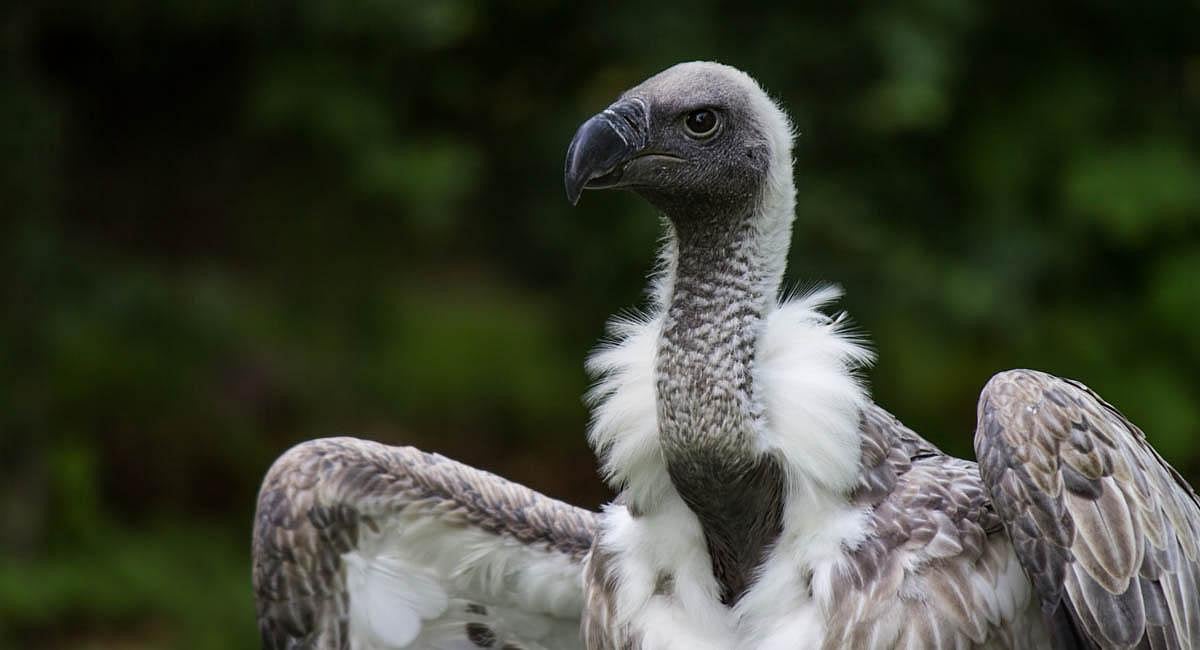 Over 150 endangered vultures poisoned to death in southern Africa