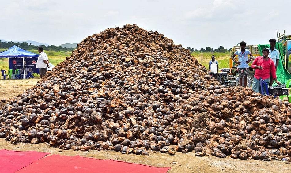 In boost to Tamil Nadu's State tree, two lakh palmyra saplings to come ...