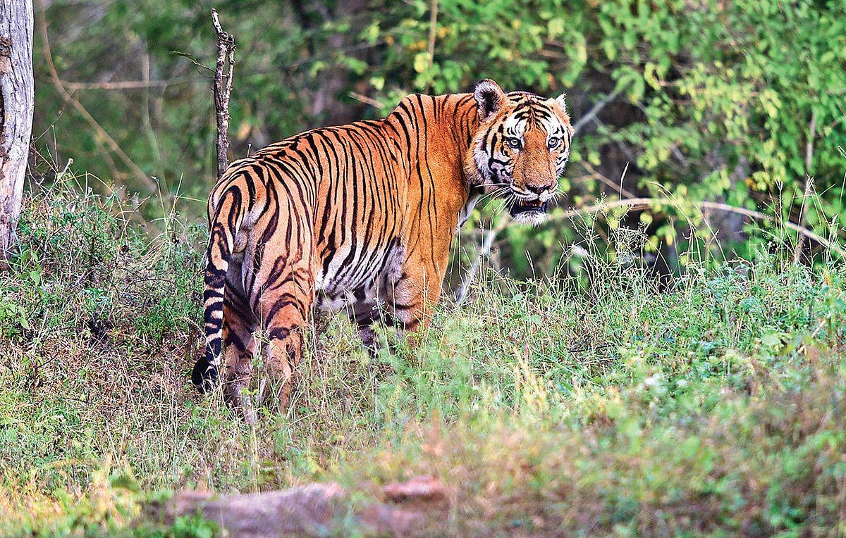 Maha: Woman killed by tiger; 50 dead in Chandrapur this year in big cat ...