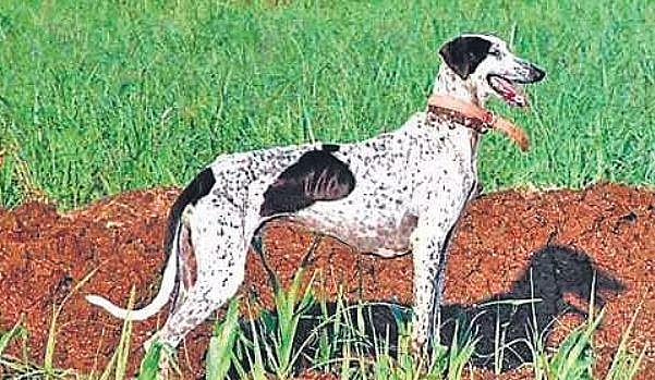 Now elite SPG seeks Karnataka’s Mudhol hounds