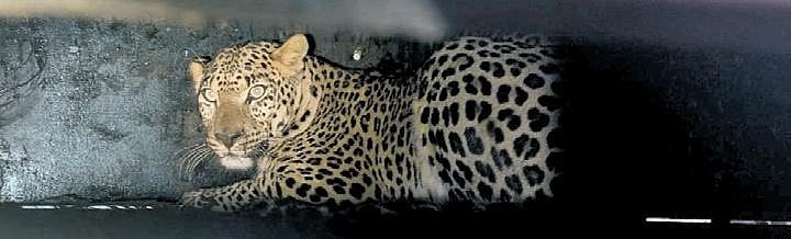 Killer leopard trapped in Nilgiris, released in MTR