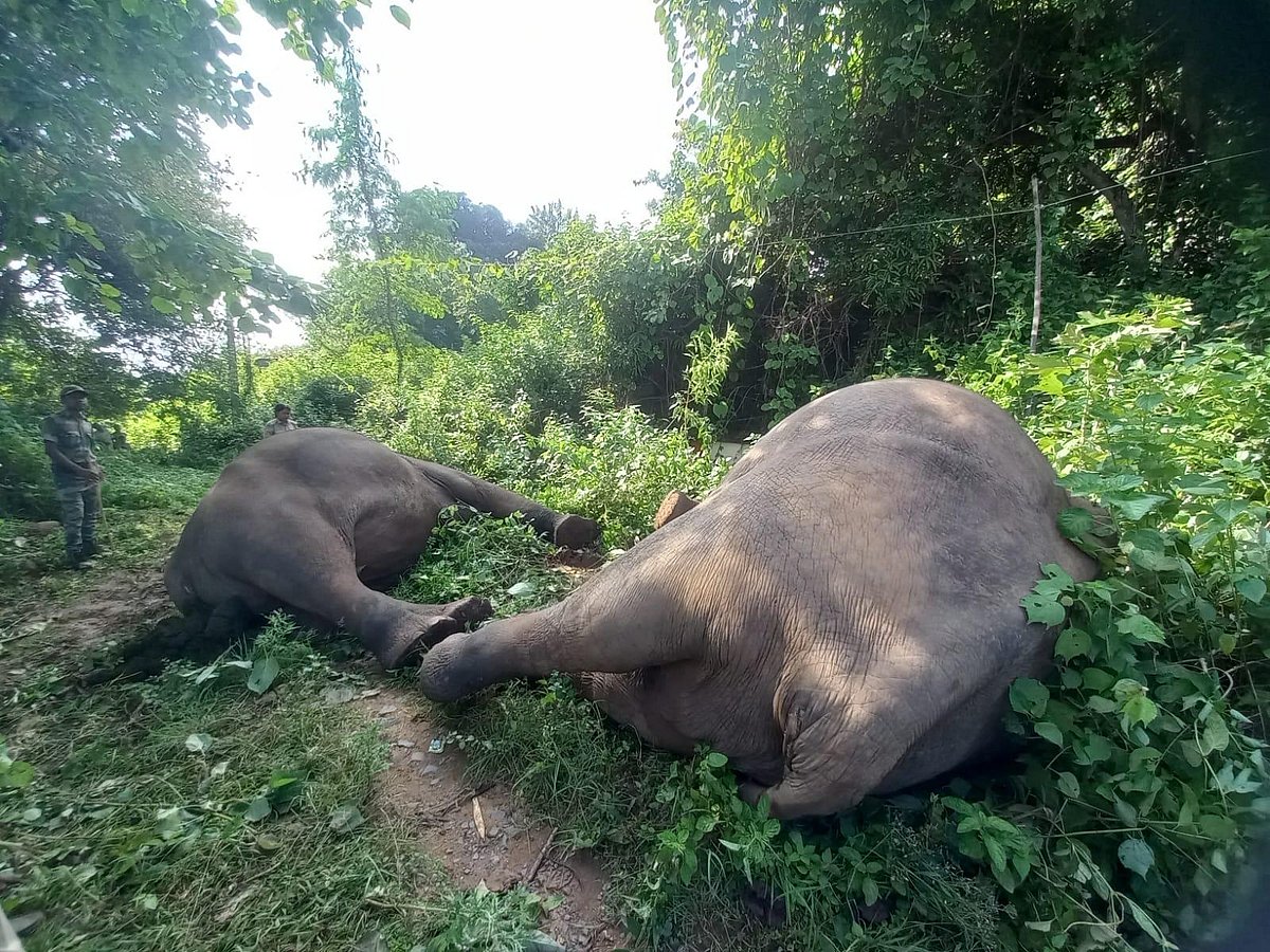 Two elephants electrocuted in Odisha's Keonjhar district