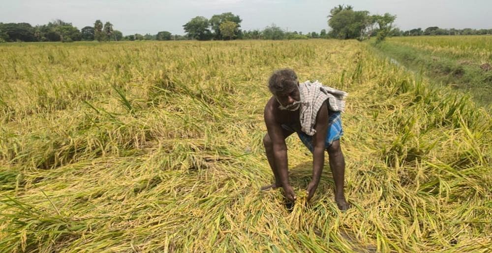 Kuruvai harvest in Mayiladuthurai district takes a hit from unseasonal ...