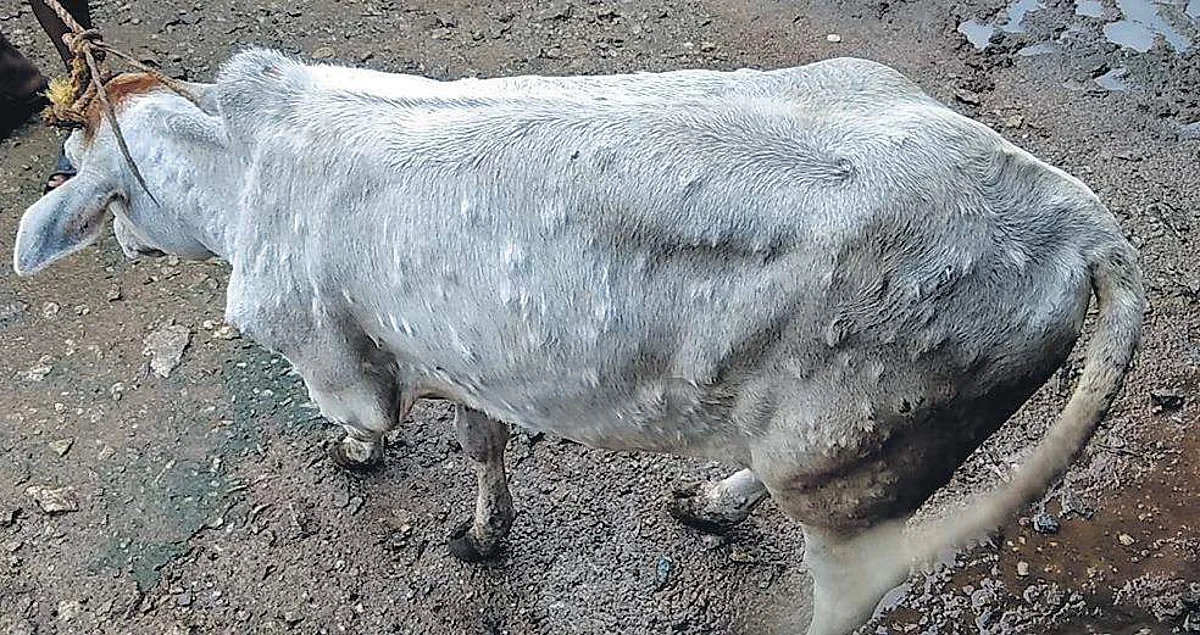 Delhi 358 Cases Of Lumpy Skin Disease In 10 Days Govt Procures 25k