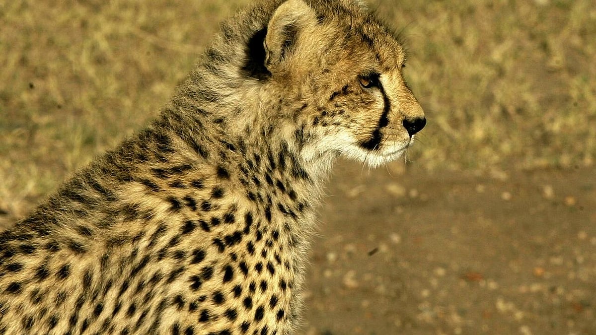 Eight cheetahs to be brought by air to MP's Kuno National Park on ...